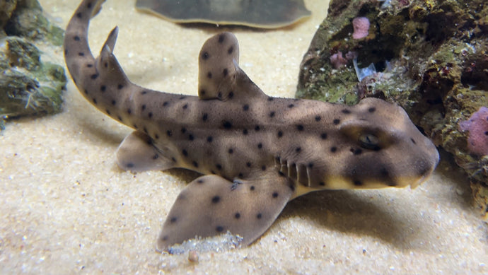 Sharks, Rays & Eels for Sale | Exotic Marine Species for Aquariums ...