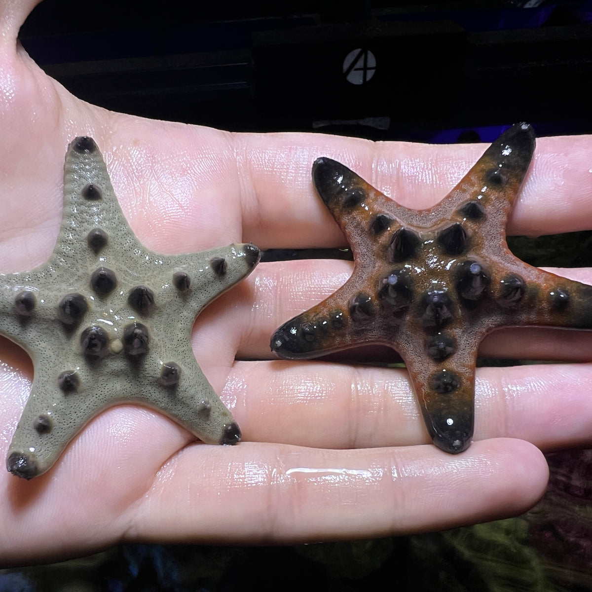 Chocolate Chip Starfish (small) – Discover Aquatics Shop