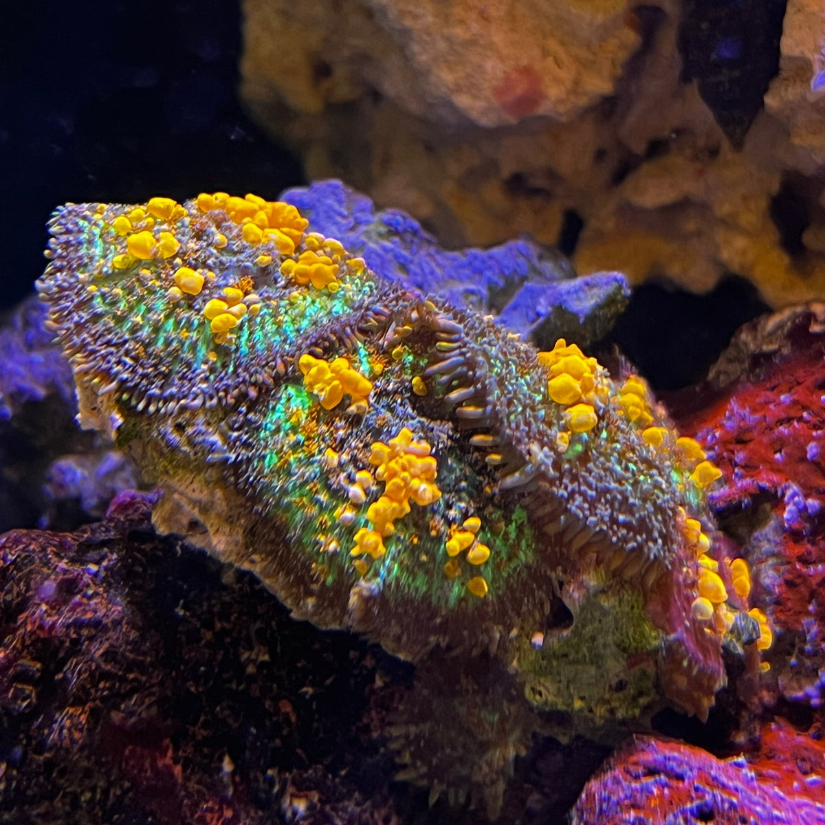 Sunkist Bounce mushroom – Discover Aquatics Shop