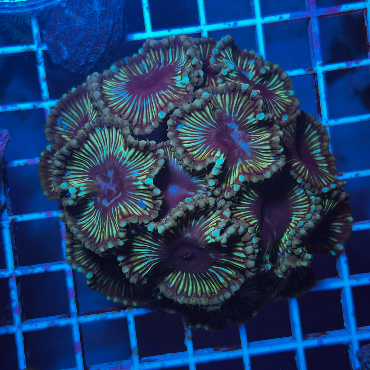 Cinnamon/Grandis Paly – Discover Aquatics Shop
