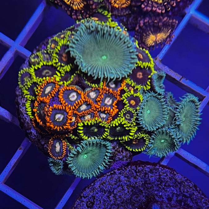 Discover Aquatics | Saltwater, Freshwater Fish, Corals, Aquarium Store ...