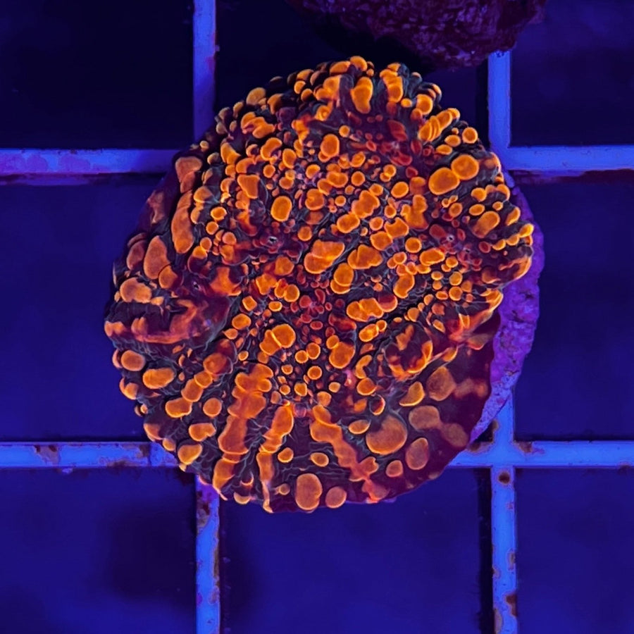 Discover Aquatics | Saltwater, Freshwater Fish, Corals, Aquarium Store ...