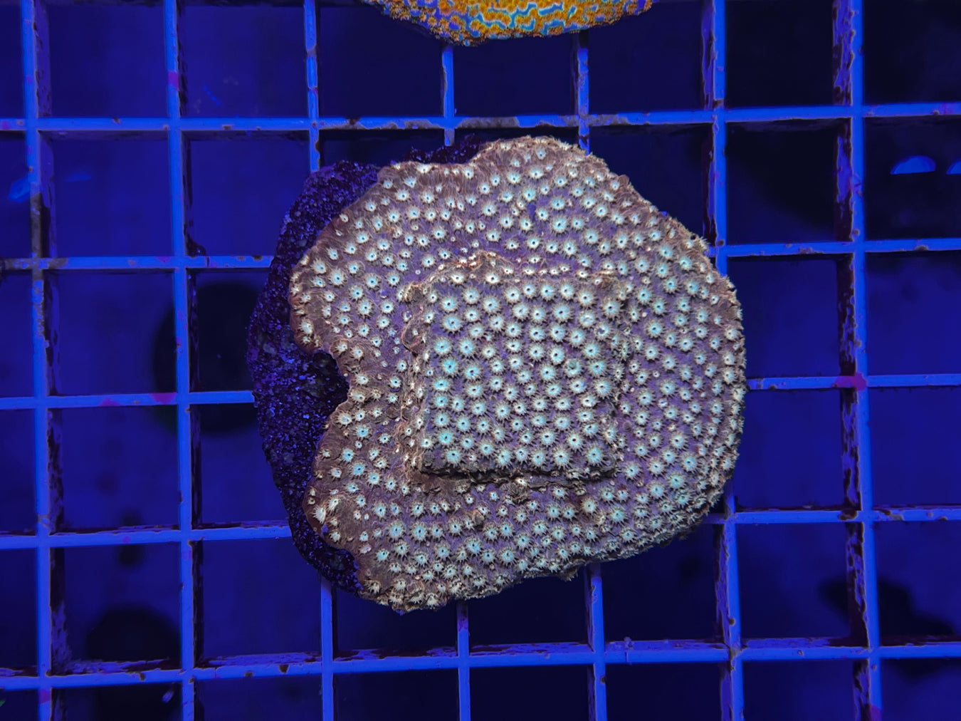 Discover Aquatics | Saltwater, Freshwater Fish, Corals, Aquarium Store ...