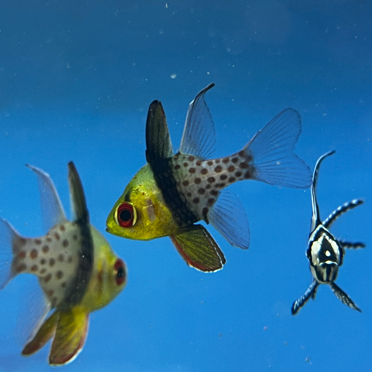 PJ Cardinal – Discover Aquatics Shop