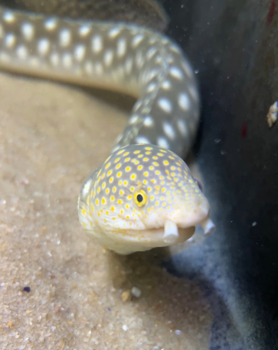 Large Spotted Snake Eel – Discover Aquatics Shop