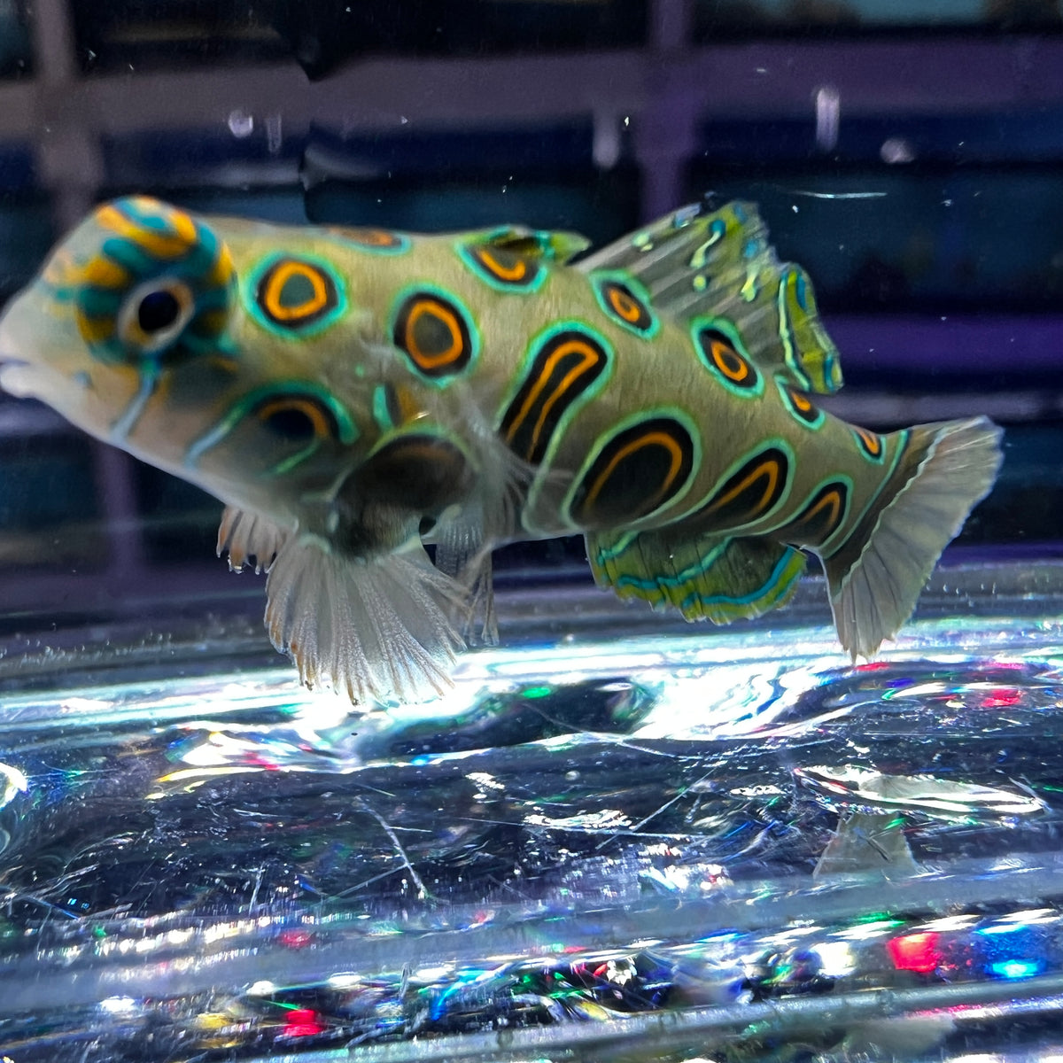 Captive bred Spotted Target Mandarin Synchiropus picturatus (Eating fl ...