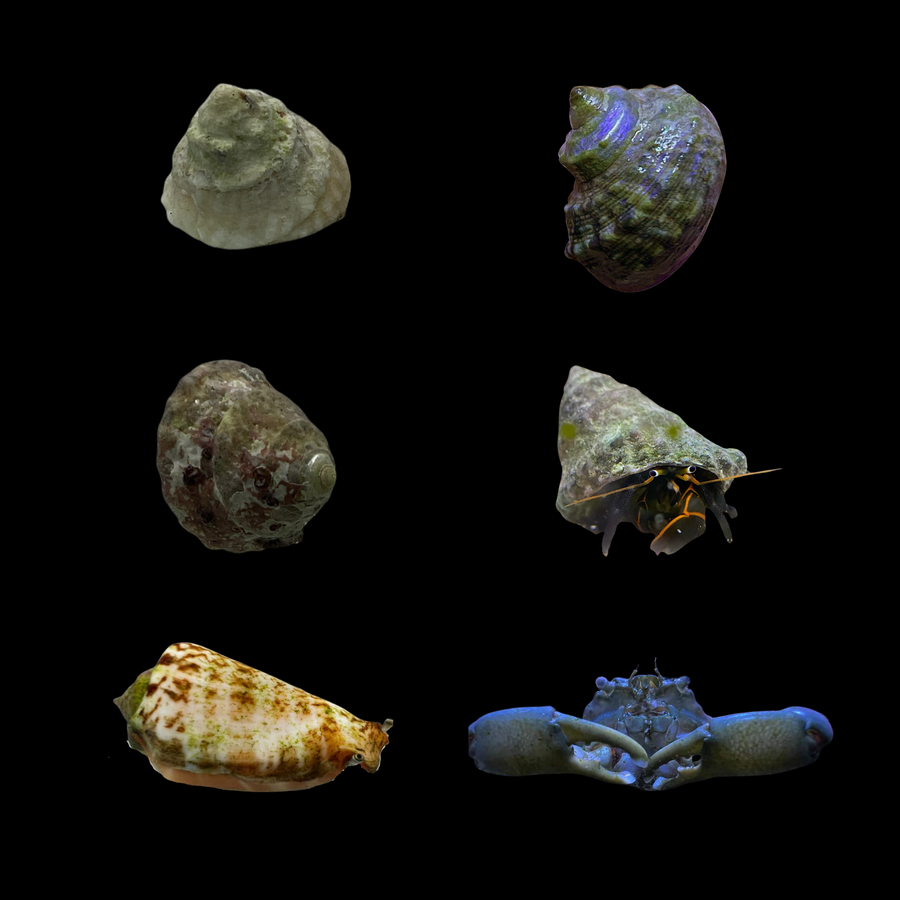 Marine Invertebrates for Sale | Shrimp, Crabs, Snails & More | Buy ...
