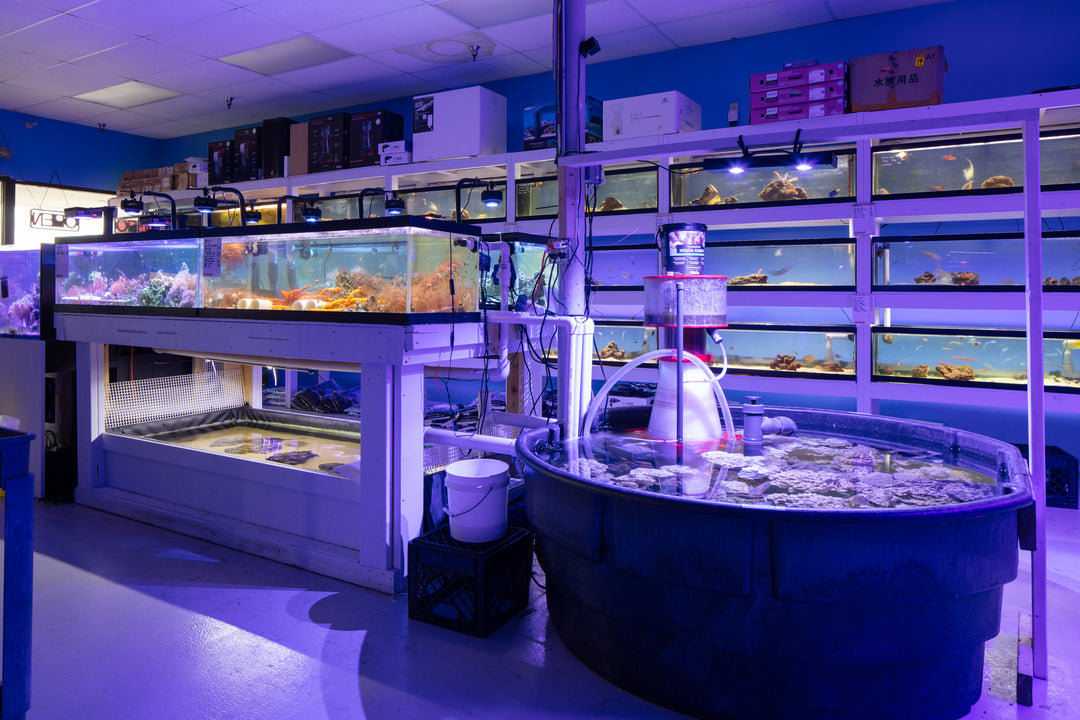 Retail Store (Taylor Mill) – Discover Aquatics Shop