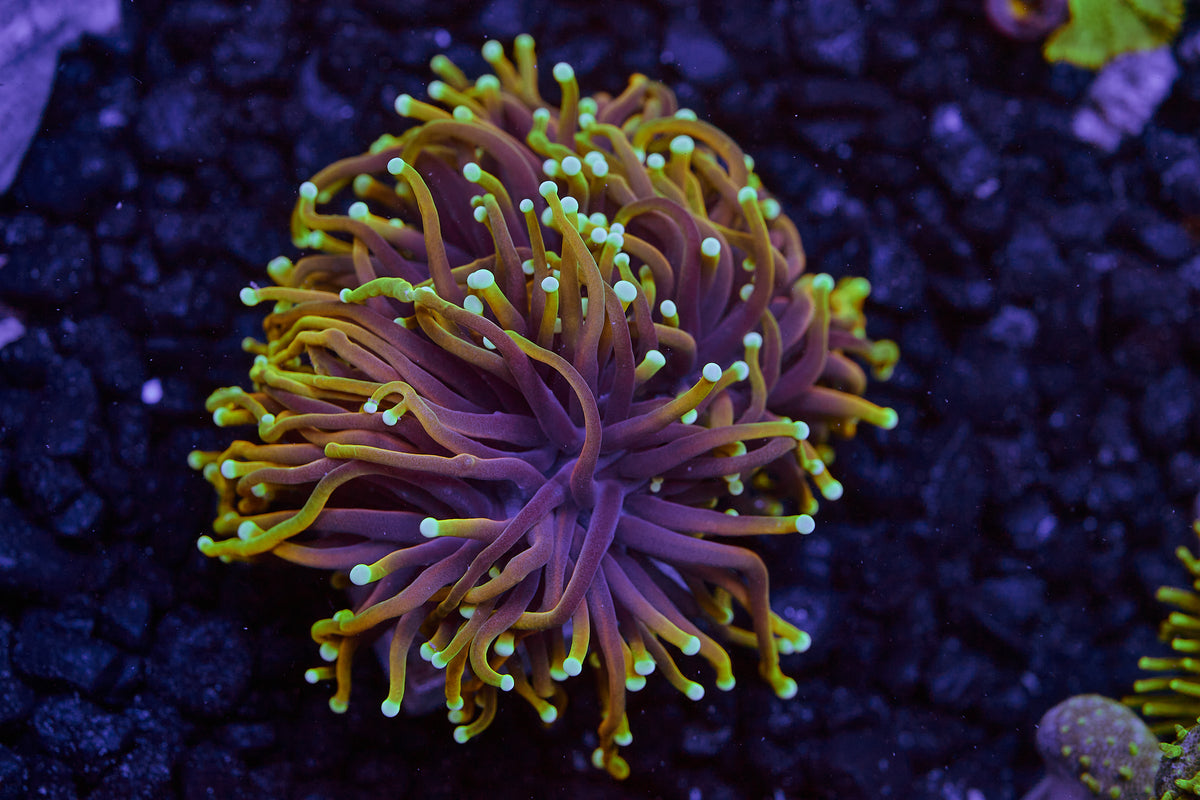 Discover Aquatics | Saltwater, Freshwater Fish, Corals, Aquarium Store ...