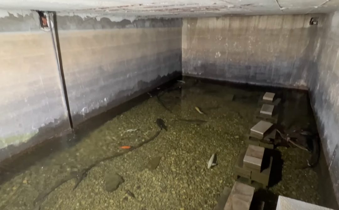 Eel Pit Guy – Discover Aquatics Shop