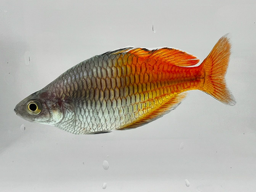 Yurple Tang for Sale - Yellow x Purple Tang Hybrid Rare Fish – Discover ...