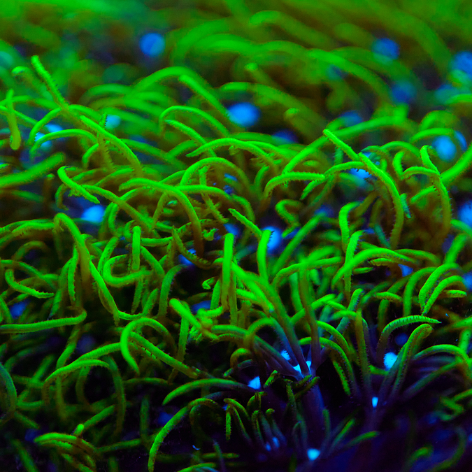 Green Star Polyps for Sale – 1” Frag | Easy Soft Coral for Beginners ...