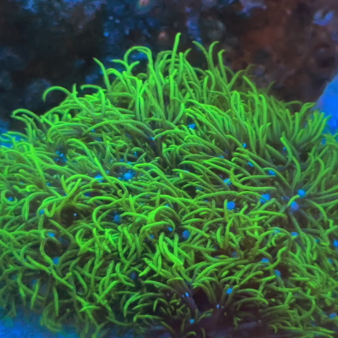 Green Star Polyps for Sale – 1” Frag | Easy Soft Coral for Beginners ...