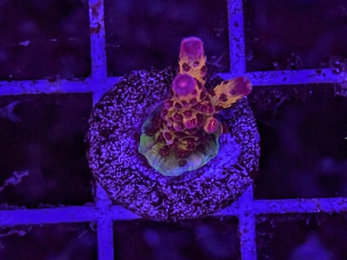 Yurple Tang for Sale - Yellow x Purple Tang Hybrid Rare Fish – Discover ...