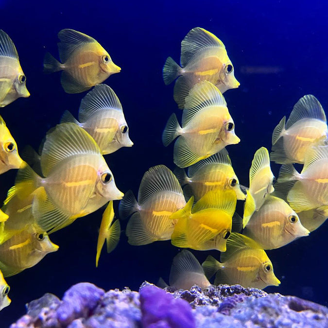 Captive-Bred Yellow Tang for Sale Online | Saltwater Aquarium Fish ...
