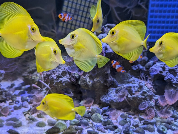 Captive-Bred Yellow Tang for Sale Online | Saltwater Aquarium Fish ...
