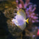 Yurple Tang for Sale - Yellow x Purple Tang Hybrid Rare Fish – Discover ...