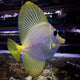 Yurple Tang for Sale - Yellow x Purple Tang Hybrid Rare Fish – Discover ...